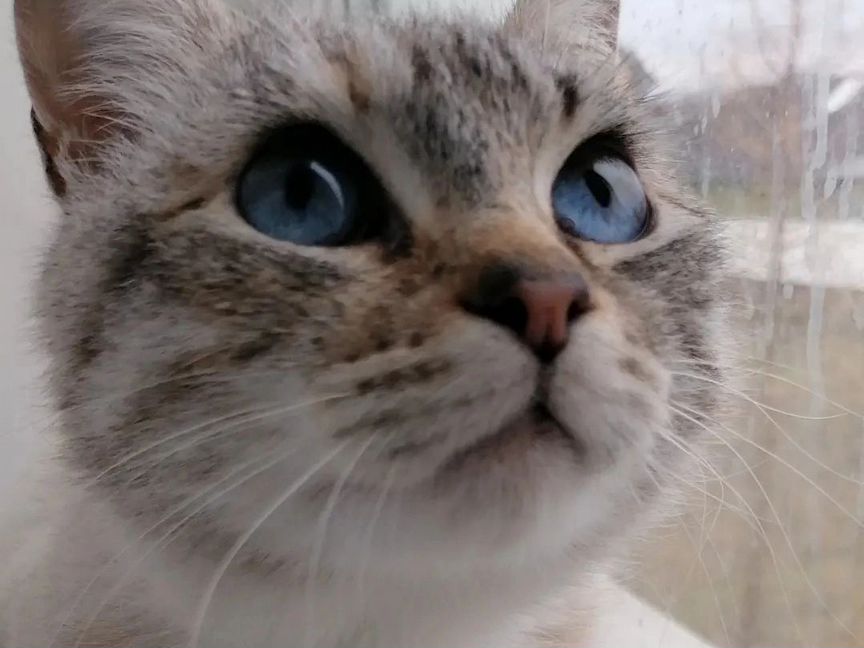 Маняша, синеглазый ангелочек