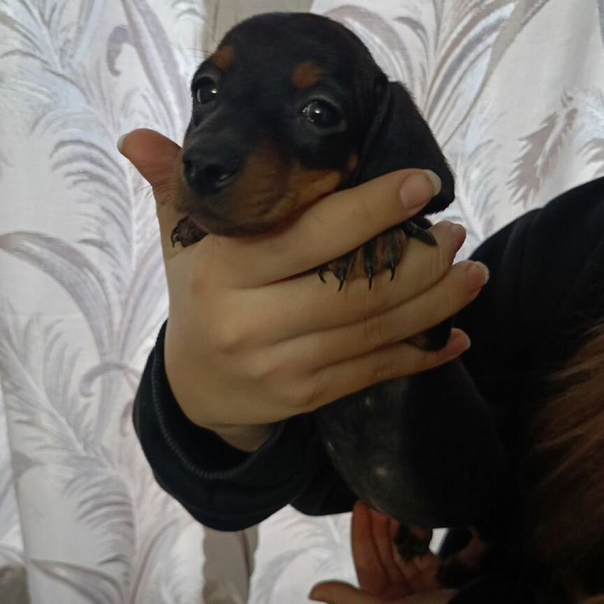 Кроличья такса, щенок