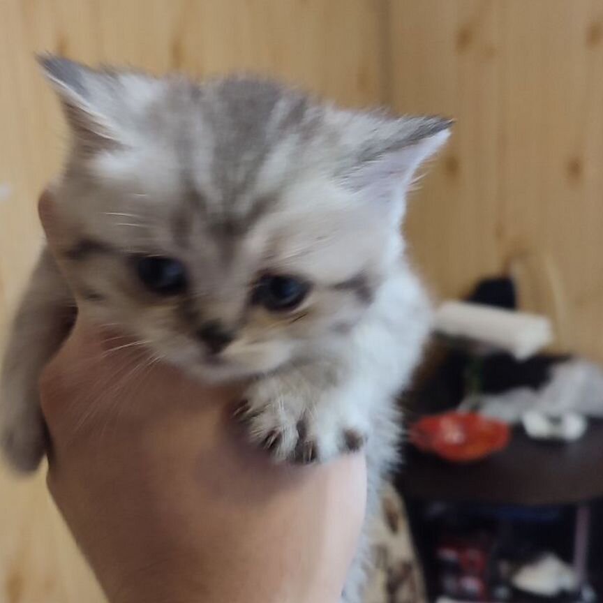 Шотландский вислоухий длинношёрстный котёнок