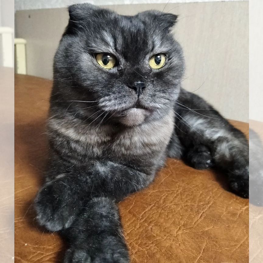 Шотландский вислоухий короткошёрстный, взрослый кот