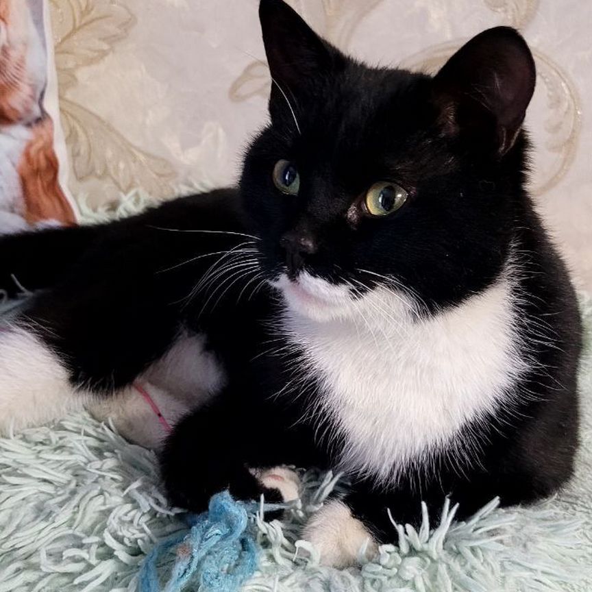 Акринский котёнок