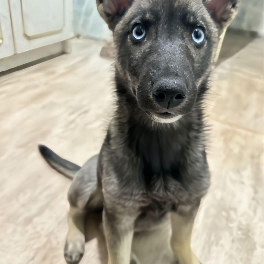 Щенок в добрые руки