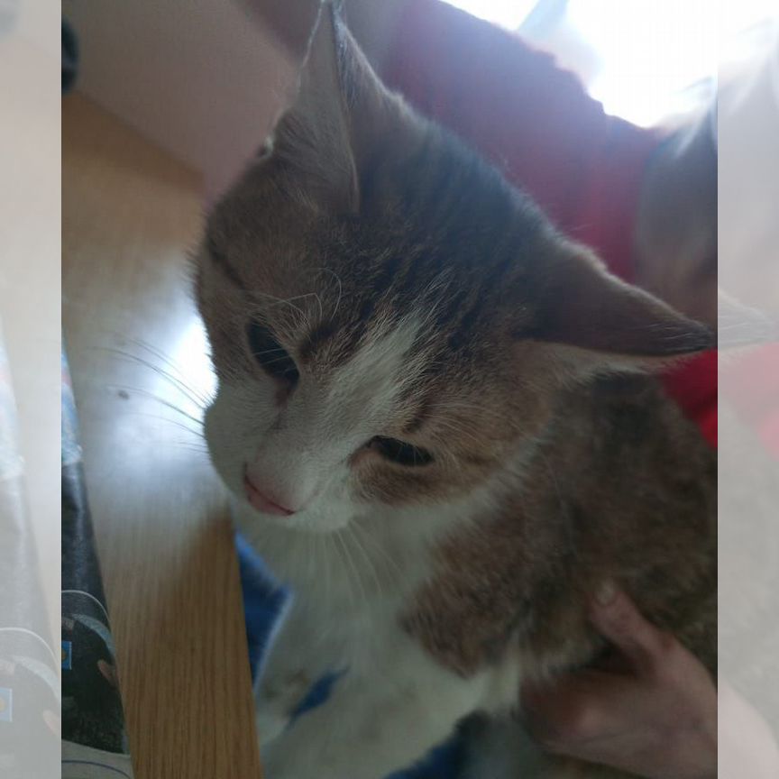Отдам кота, зовут jerry, 1год
