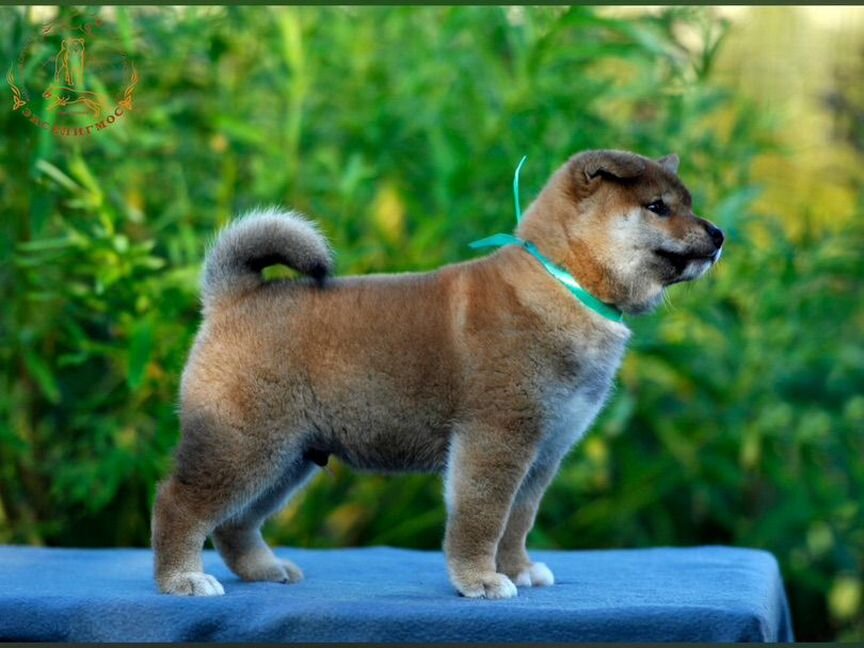 Сиба малыш щенок продается