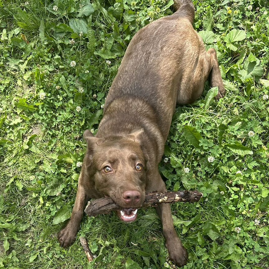 Лабрадор-ретривер, взрослая собака