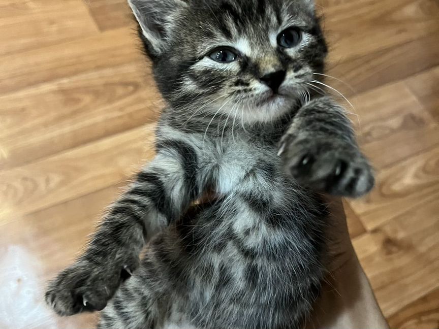 Котенок курильский бобтейл