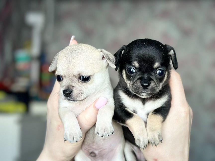 Щенки чихуахуа мини