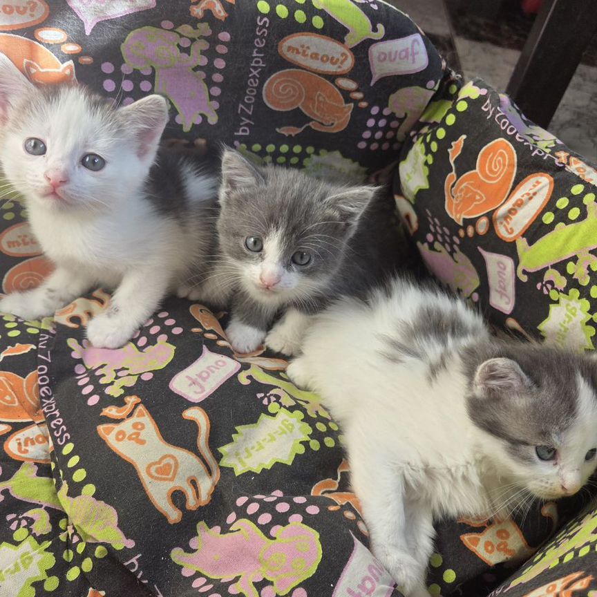 Котёнок от частного владельца