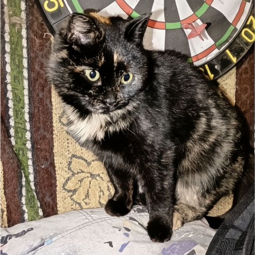 Взрослая, кошка в добрые руки