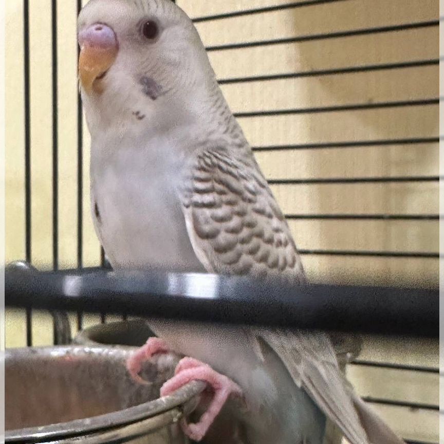 Попугайчик волнистый с клеткой