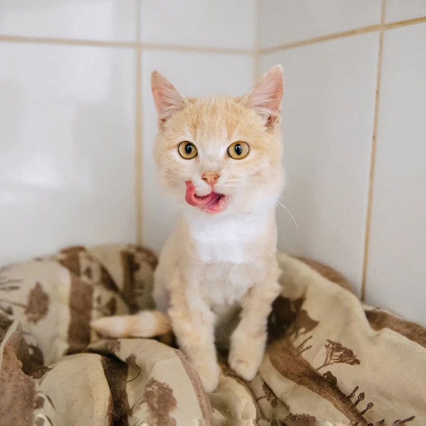 Котенок Валенсия из приюта в добрые руки бесплатно