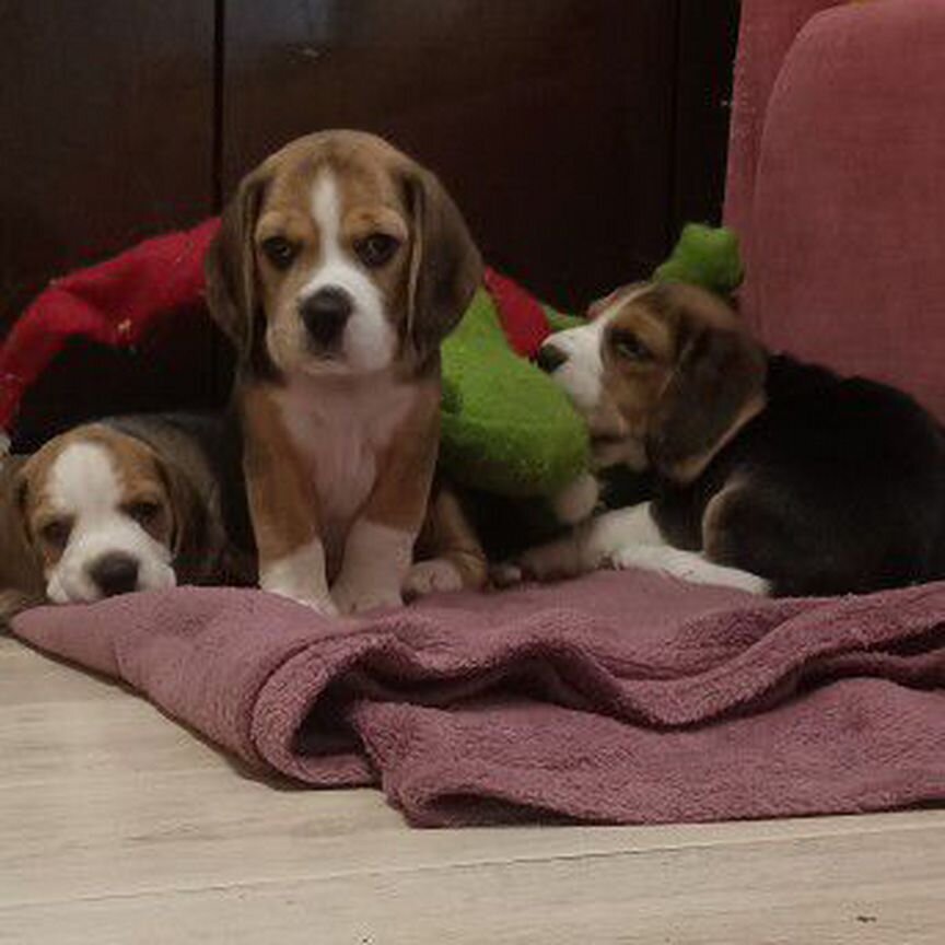 Собаки щенки бигль