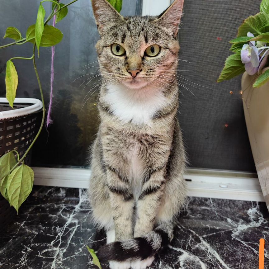 Взрослая кошка в добрые руки