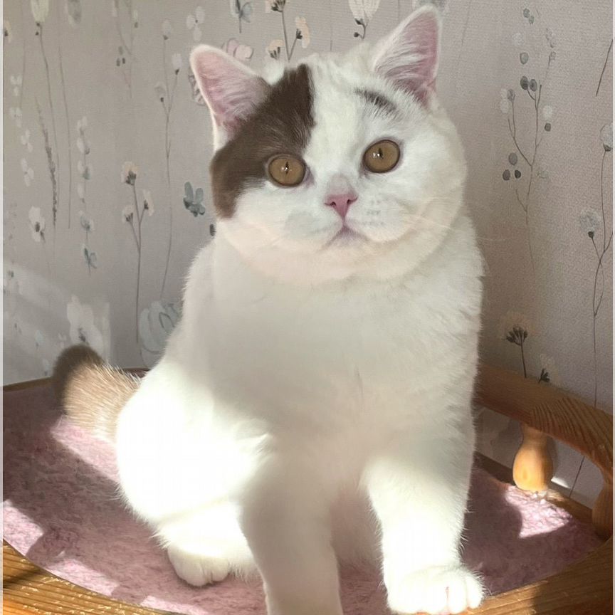 Британский короткошёрстный котёнок