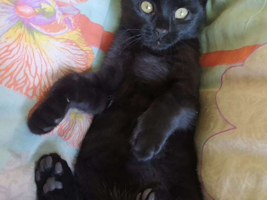Котëнок в добрые руки