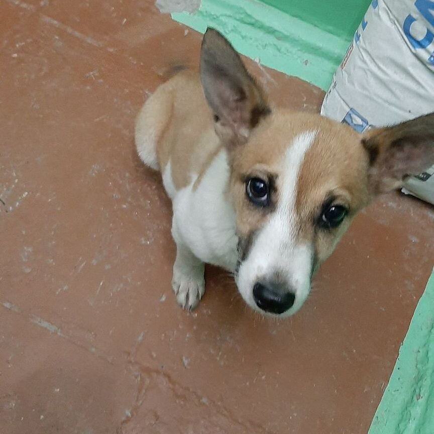 Щенок в добрые руки