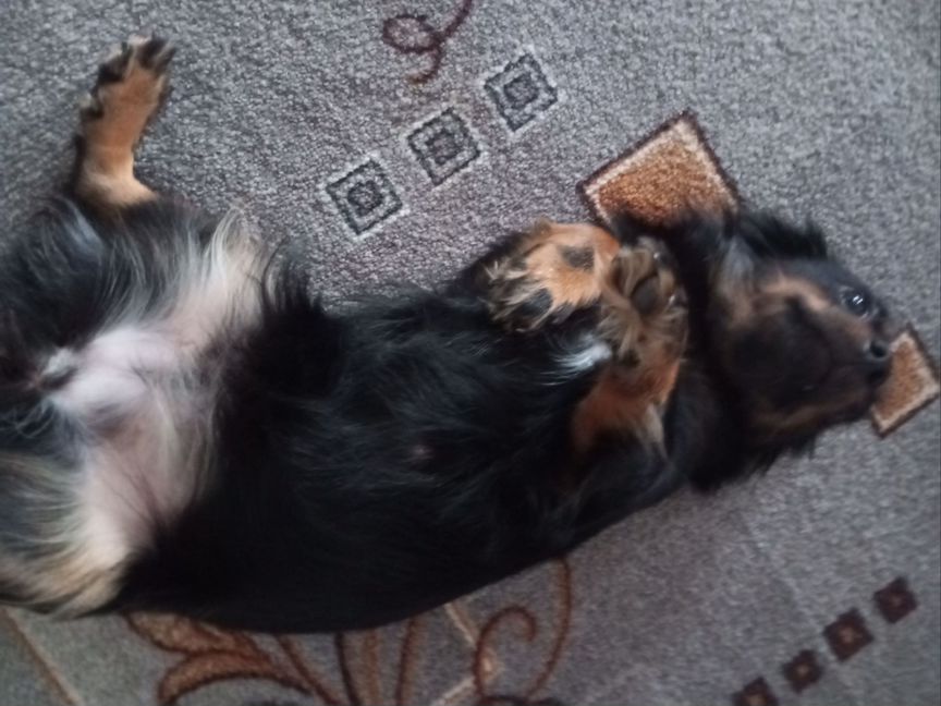 Потерялась собака той терьер