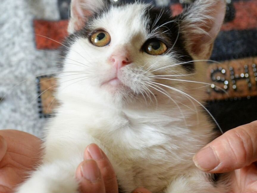Кошка Марфа из приюта бесплатно