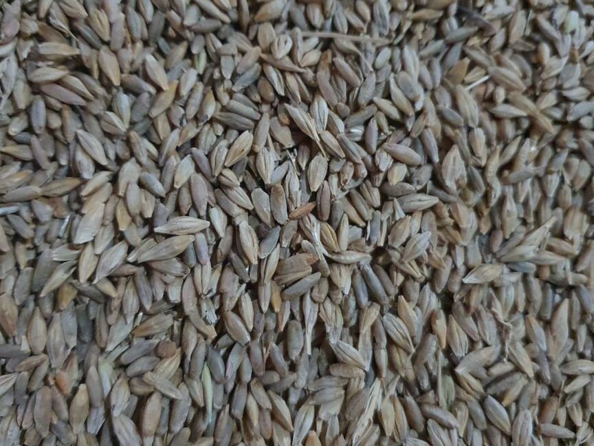 Зерносмесь