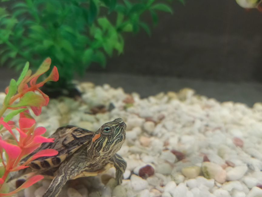 Продам аквариум и черепаху