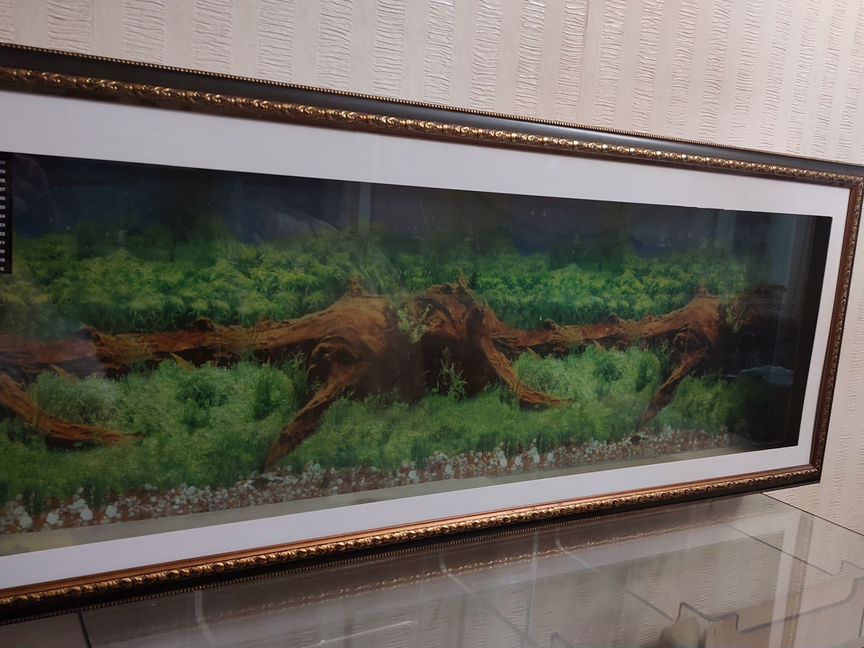 Аквариум картина