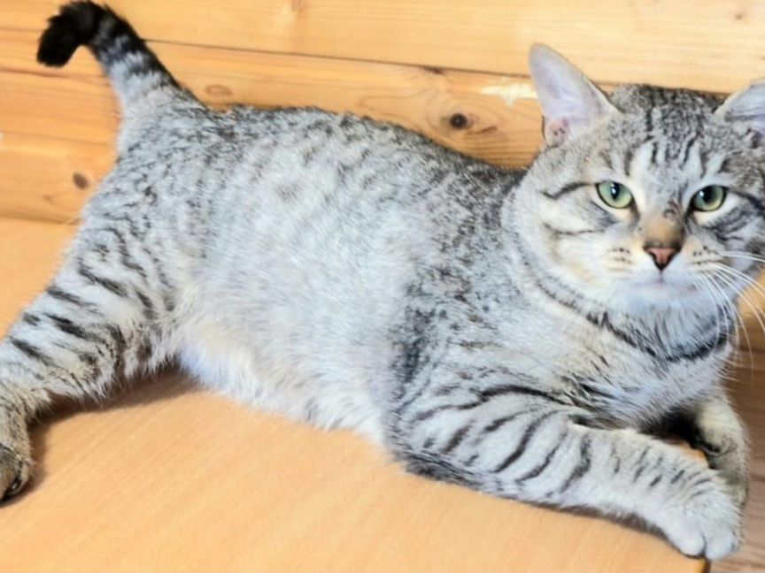 Кот само очарование в добрые руки