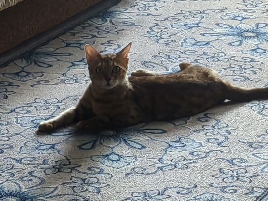 Кошка