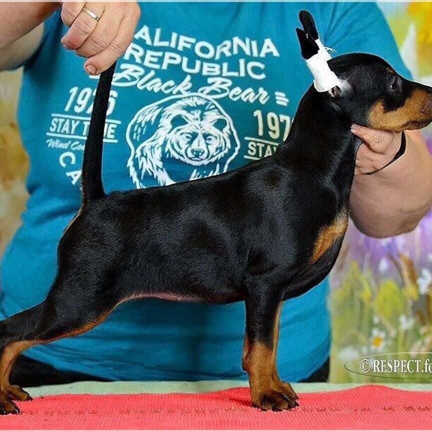 Цвергпинчер, щенок