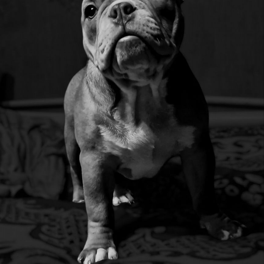 Американский булли