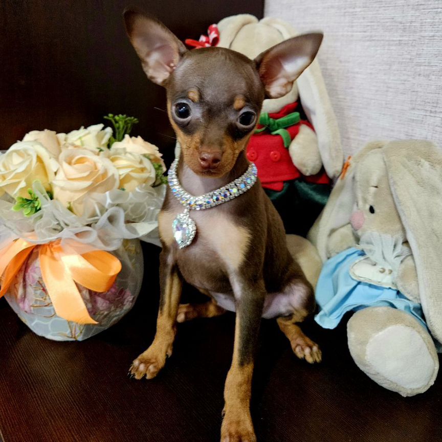 Русский той-терьер, щенок