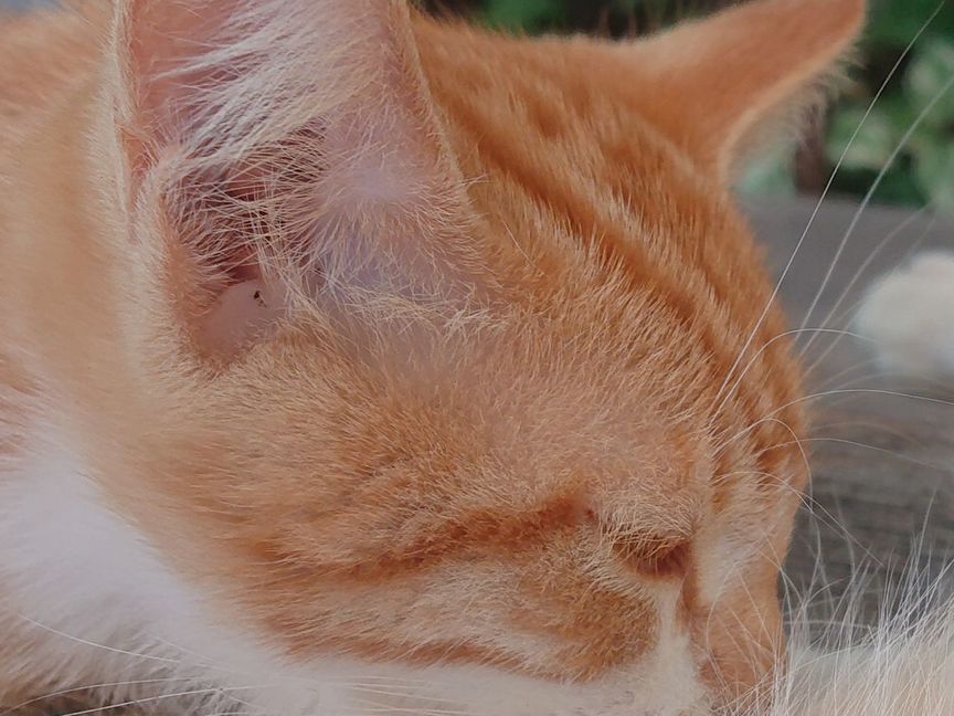 Котёночек хорошей семье