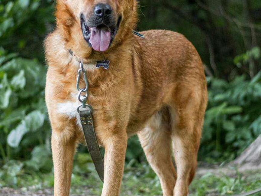 Собака рыжий пёс в добрые руки бесплатно