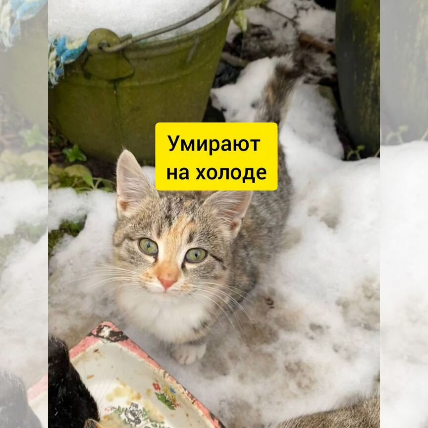 Котёнок в добрые руки