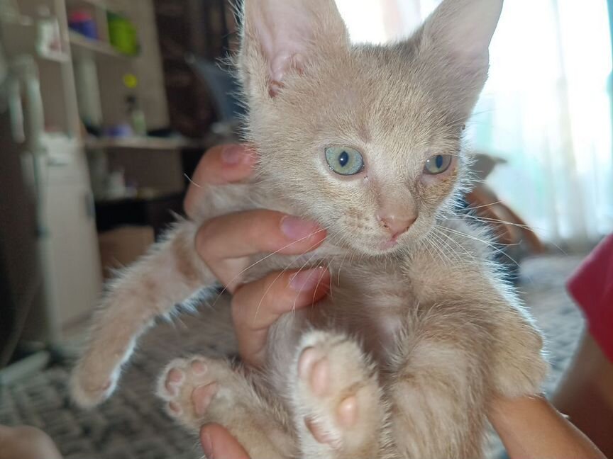 Котята метисы