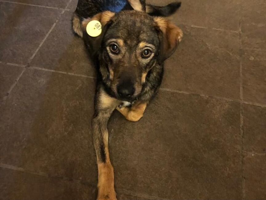 Собака в добрые руки