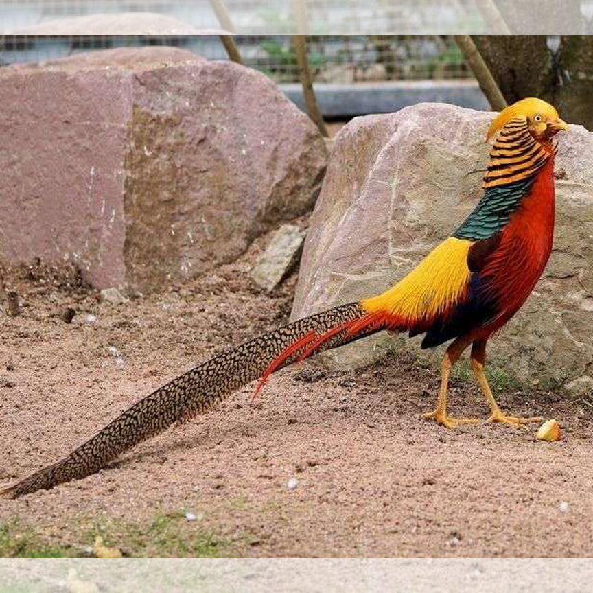 Золотой фазан