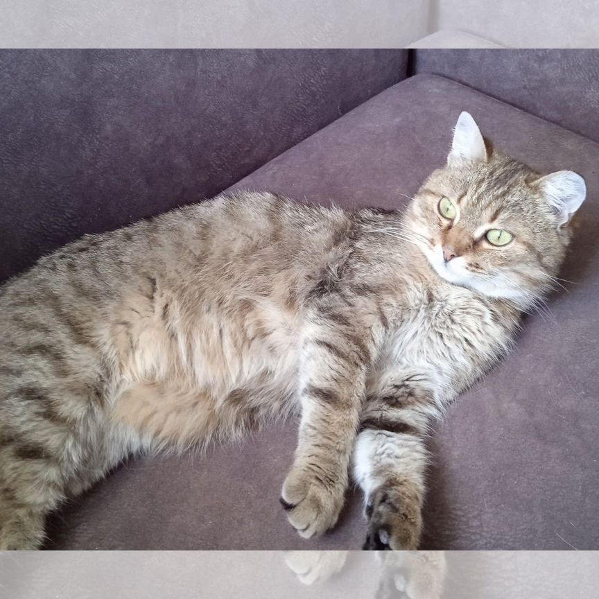 Котик 1 год кастрирован