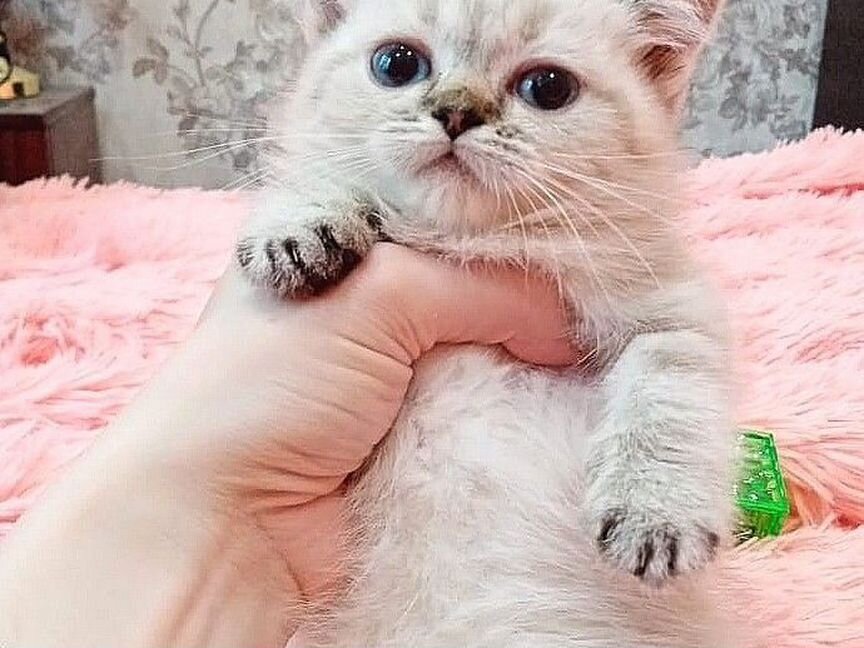 Шотландские пупсы беби-фейс