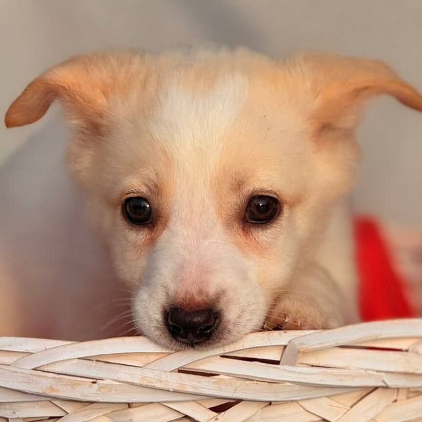 Щенок в добрые руки