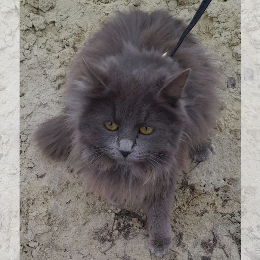 Взрослый кот в добрые руки