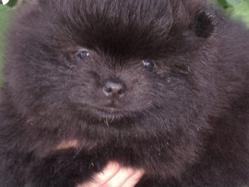 Щенки померанского шпица