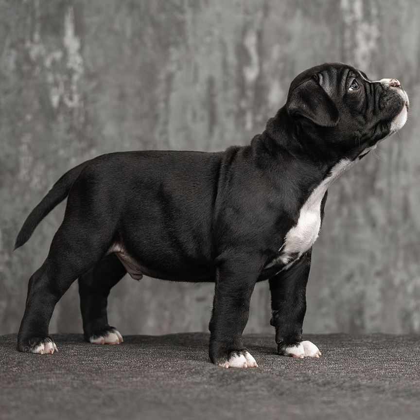 Американский булли, щенок