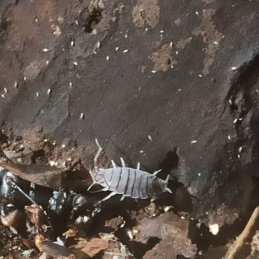 Мокрицы Porcellionides pruinosus "Powder Blue"