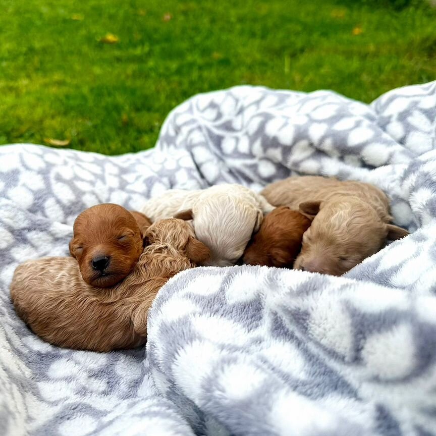 Той-пудель щенки