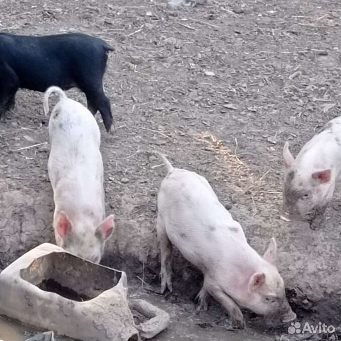 Поросята