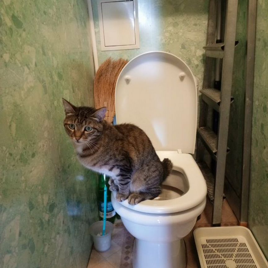 Отдам кота в добрые руки