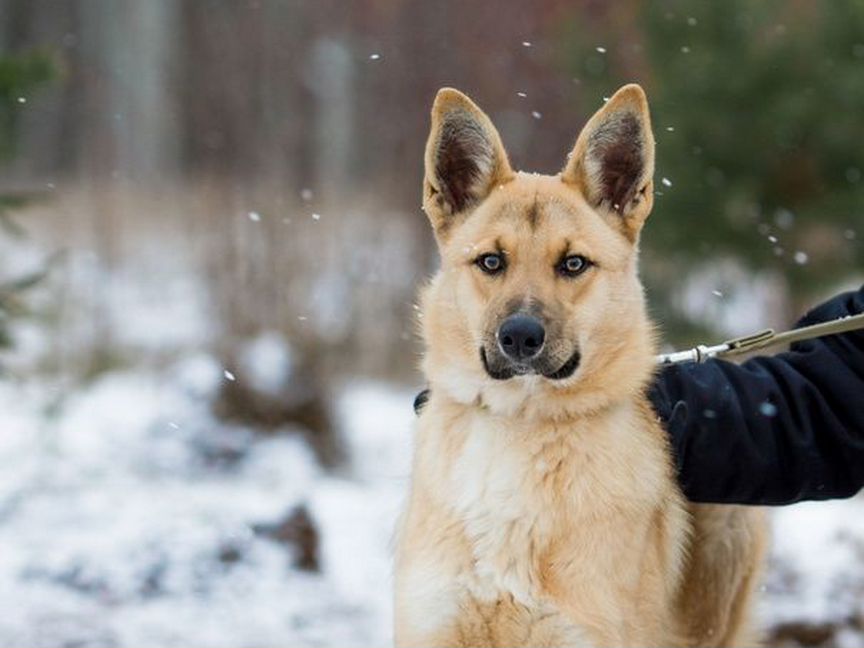 Ах, Жоржетта