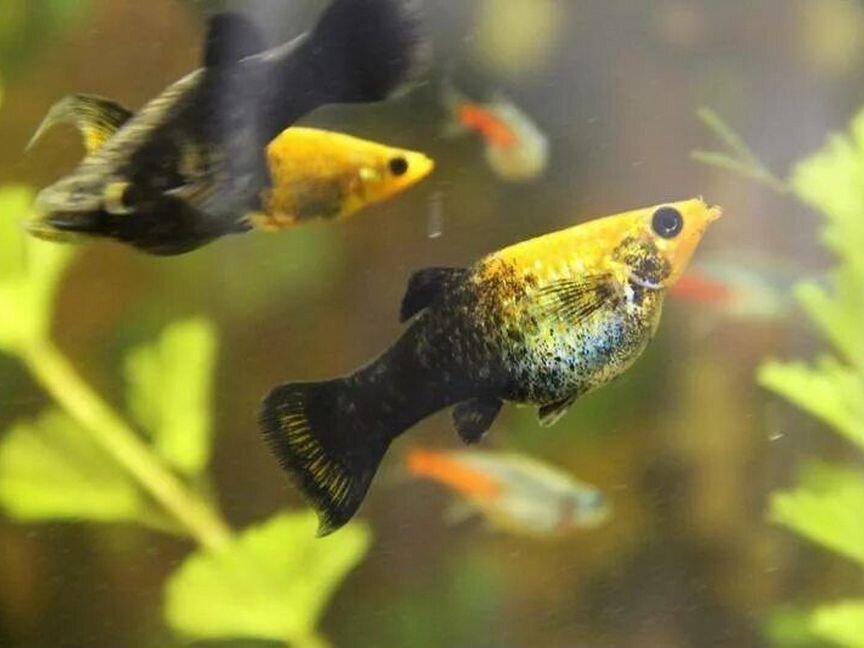 Рыбки Моллинезии