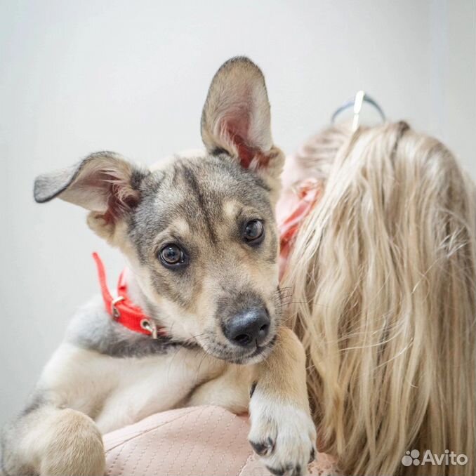 Щенок Фиби в добрые руки