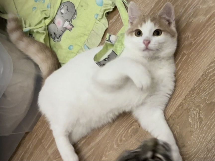Очень ласковый котенок